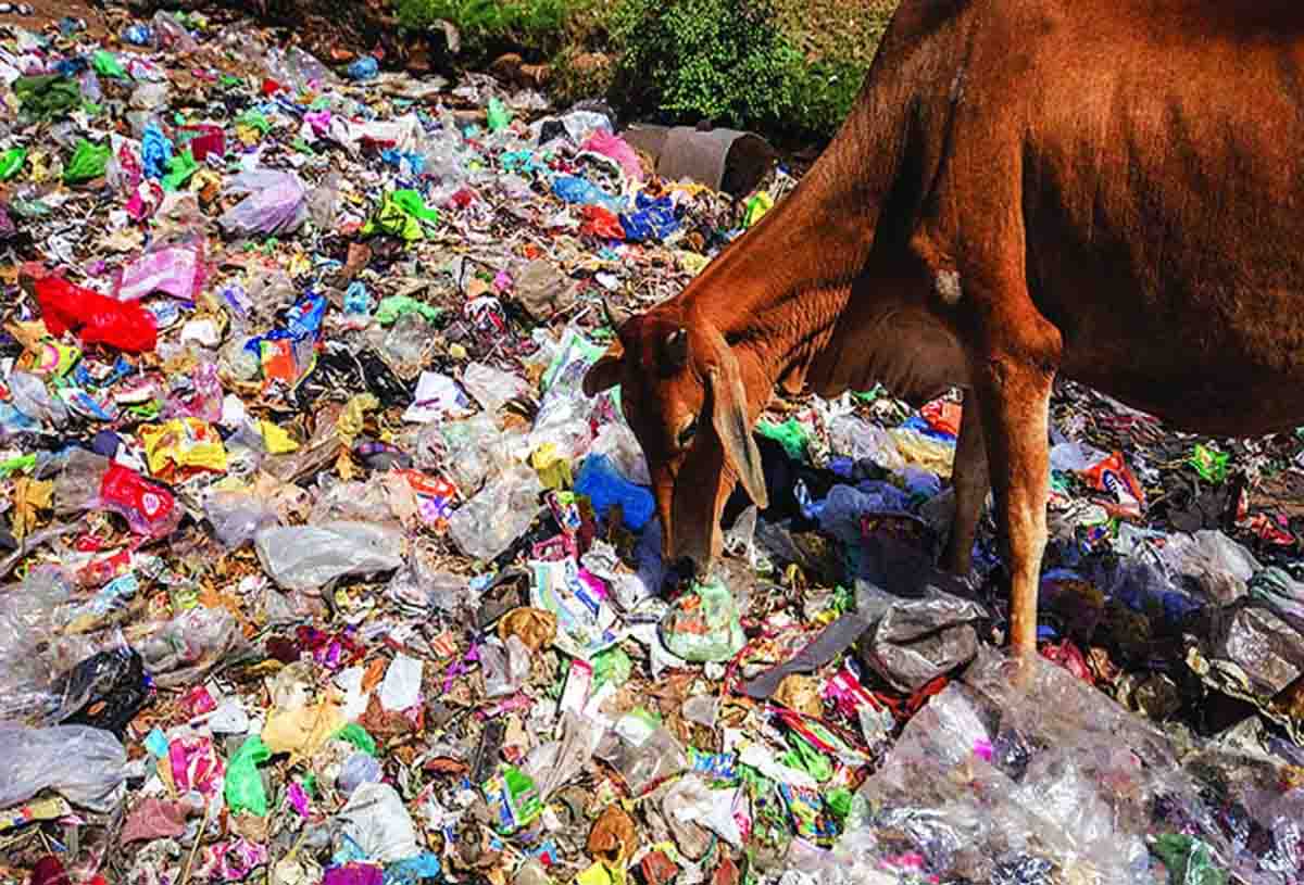 HC directs State to implement plastic waste management rules - Pioneer ... HC directs State to implement plastic waste management rules - Pioneer ...