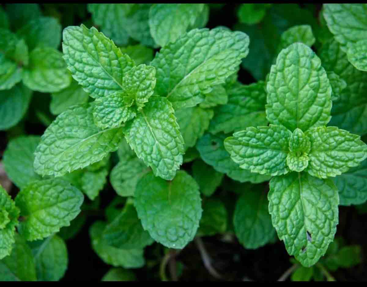 Peppermint variety ‘CIM- Indushree’ set to open up huge mkt ...